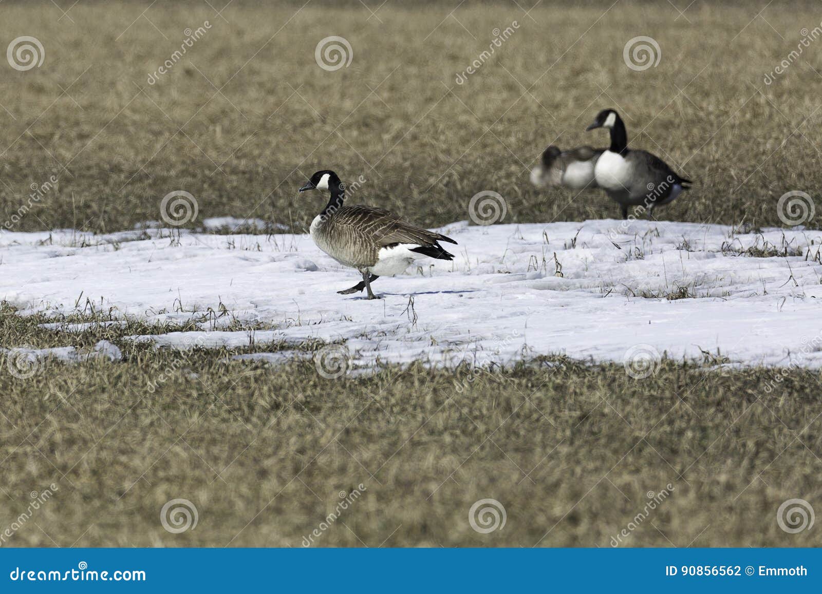 Canada Geese in Field with Snow Stock Photo - Image of cultivated ...
