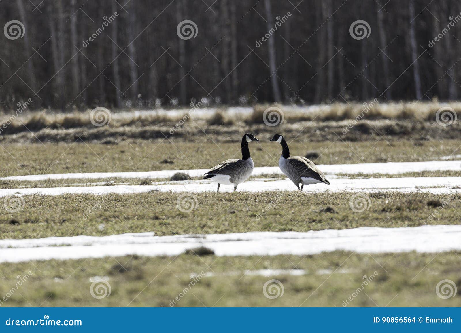 Canada Geese in Field with Snow Stock Photo - Image of cultivated ...