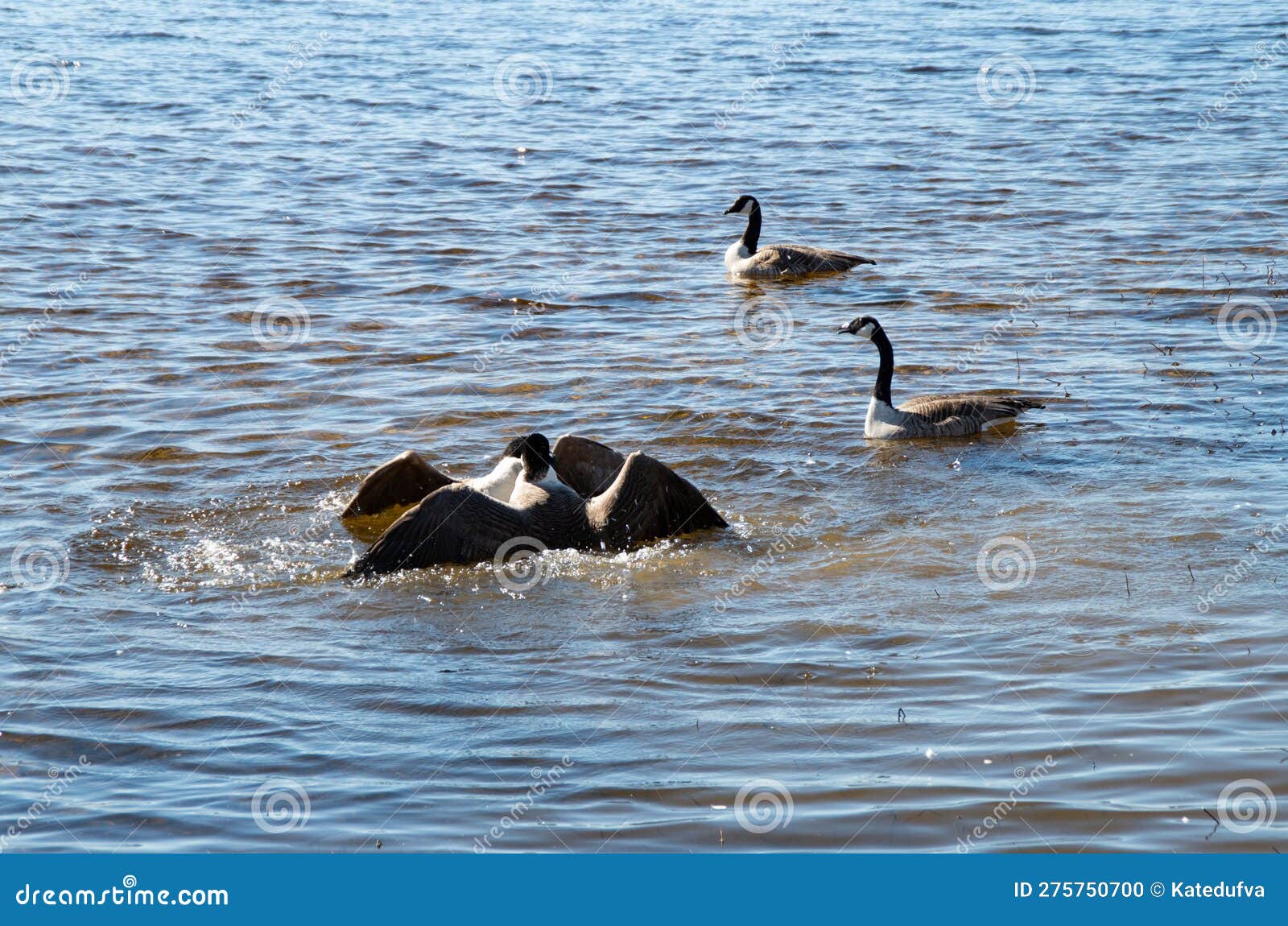 Canada geese fighting stock photo. Image of fighting - 275750700
