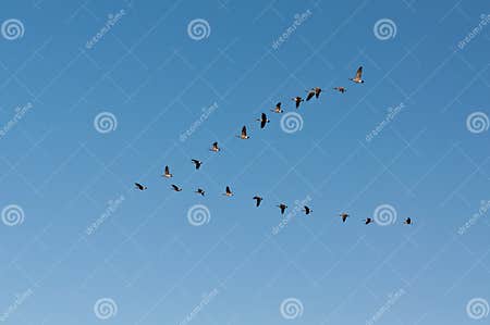 Canada Geese in Flight stock photo. Image of migratory - 17346040
