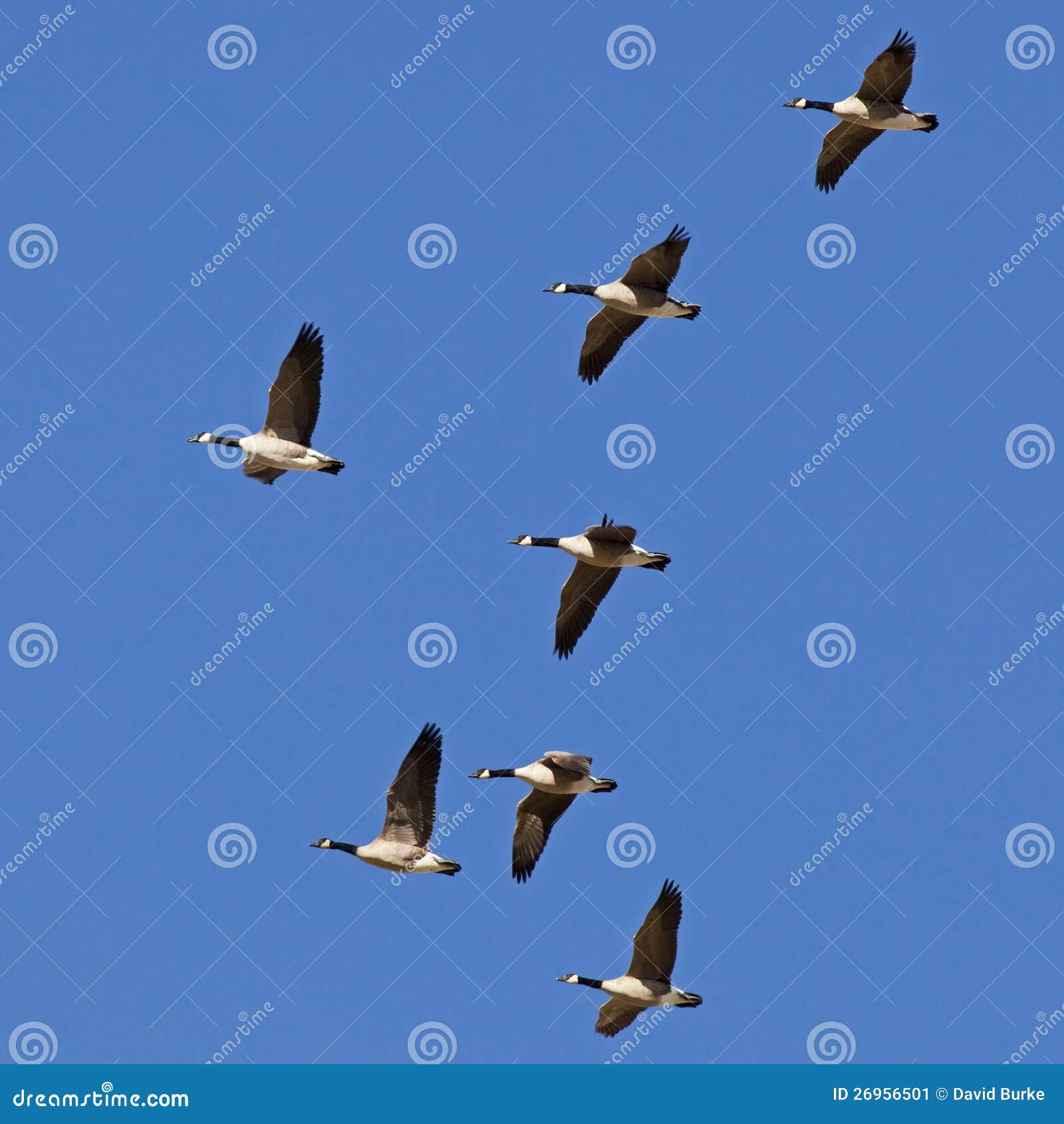Canada Geese in flight stock image. Image of flock, canadian - 26956501
