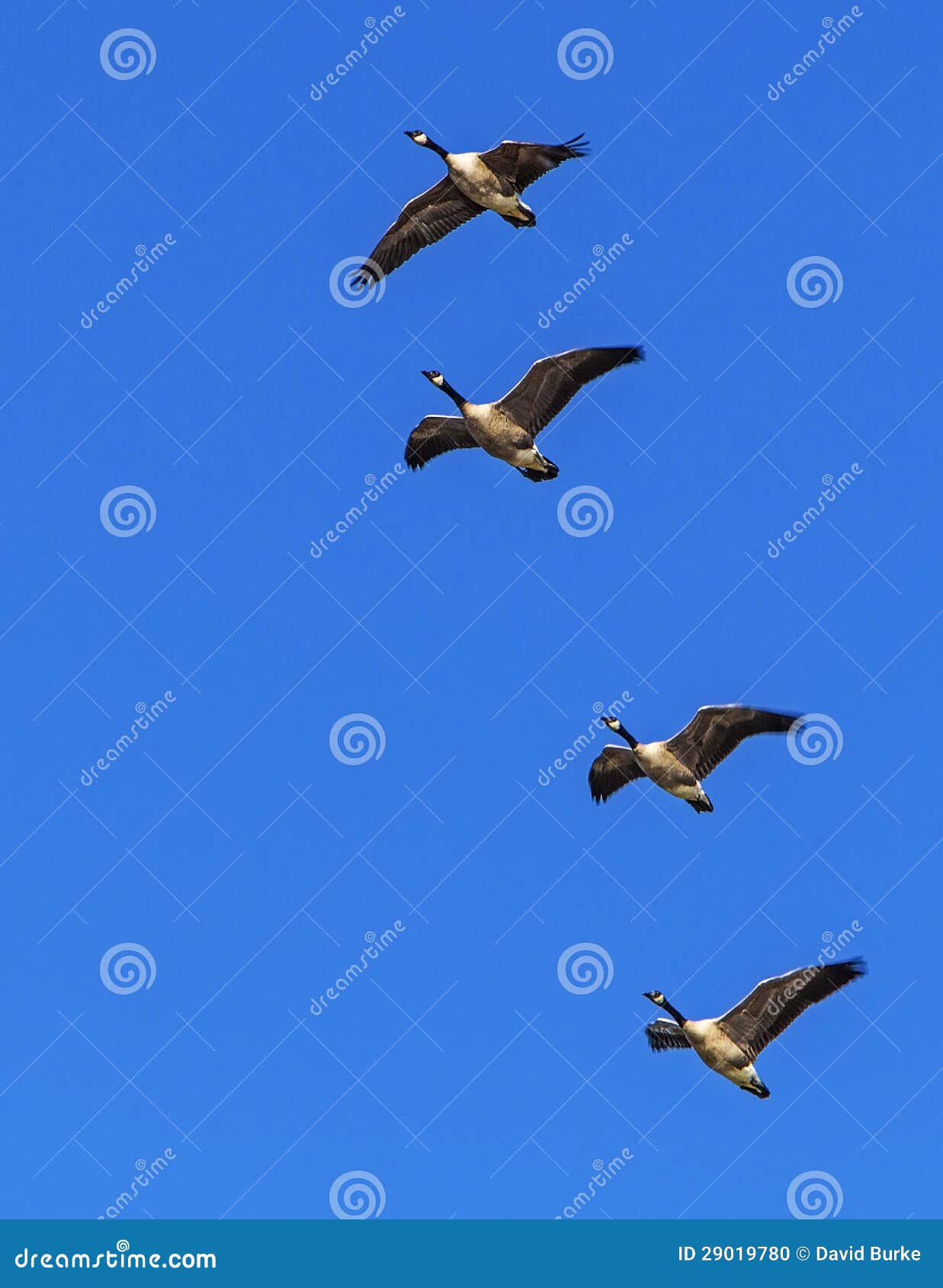 Canada Geese in flight stock photo. Image of canadian - 29019780