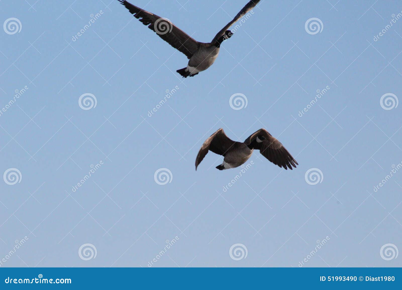 Canada Geese in Flight stock photo. Image of habitat - 51993490