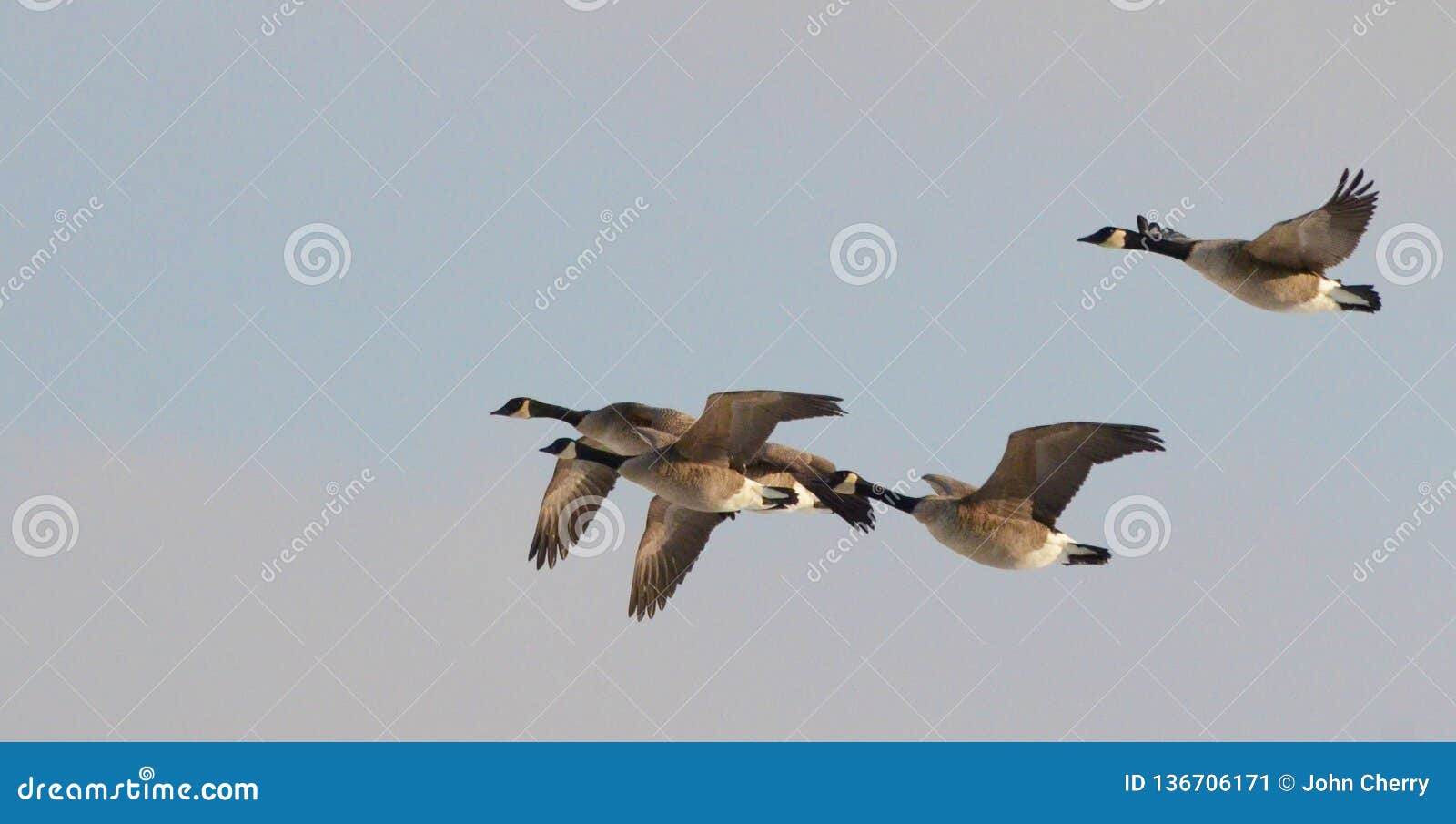 Canada geese in flight stock image. Image of geese, waterloo - 136706171