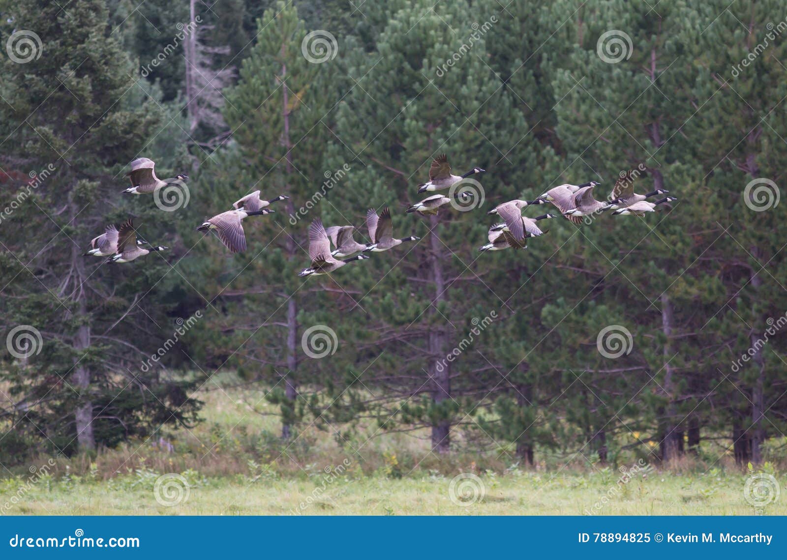 Canada Geese in Flight stock image. Image of canadensis - 78894825