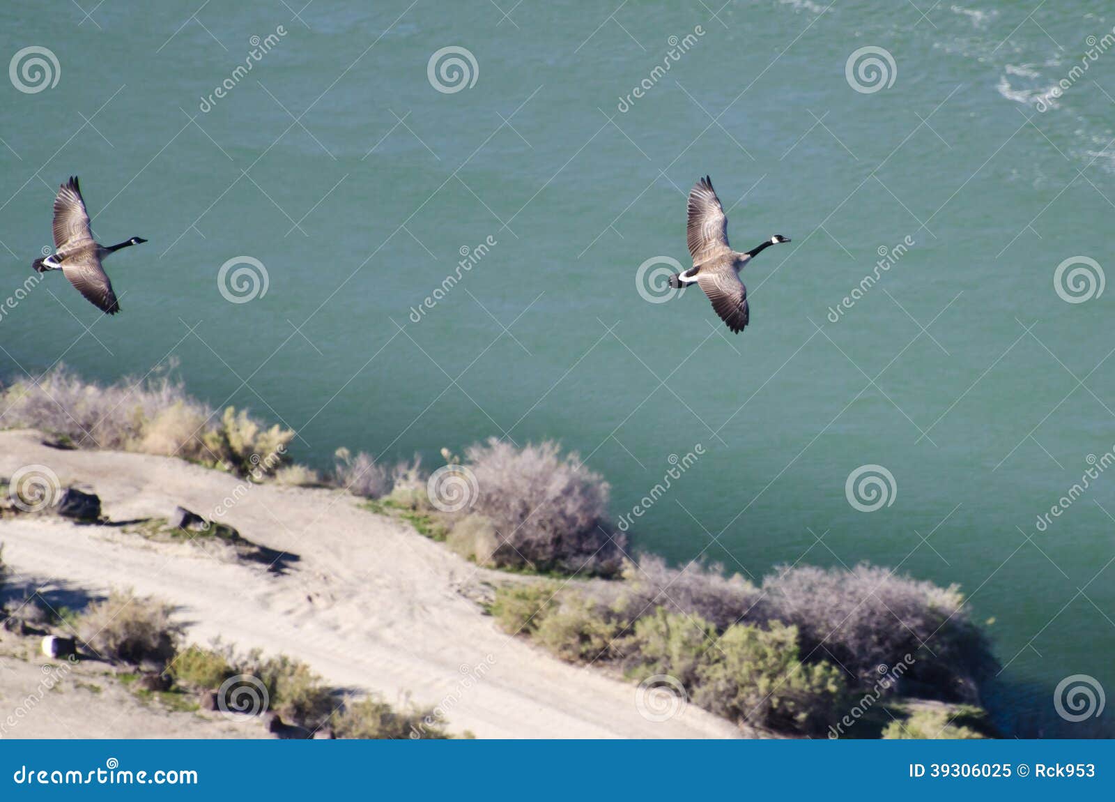 Canada Geese in Flight Viewed from Above Stock Image - Image of animal ...