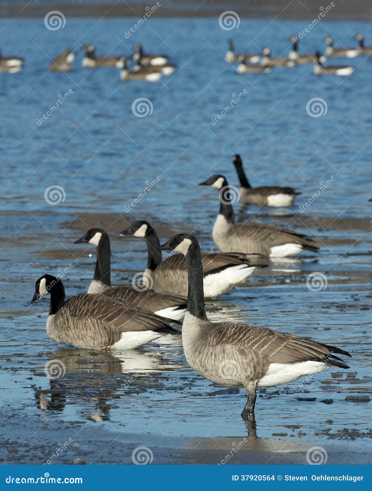 Canada Geese stock photo. Image of flight, geese, frozen - 37920564