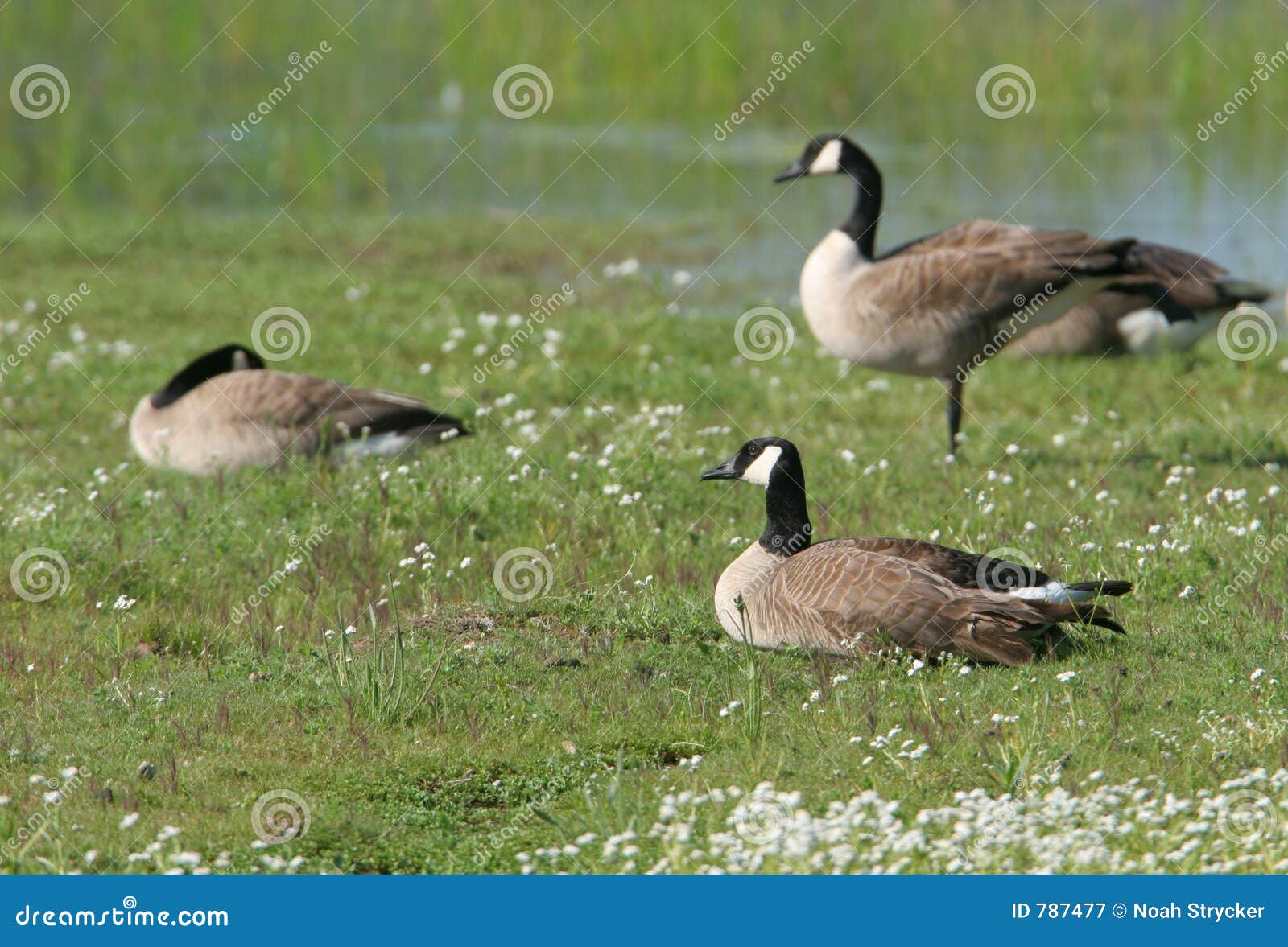 Canada Geese with Flowers stock image. Image of waterbird - 787477