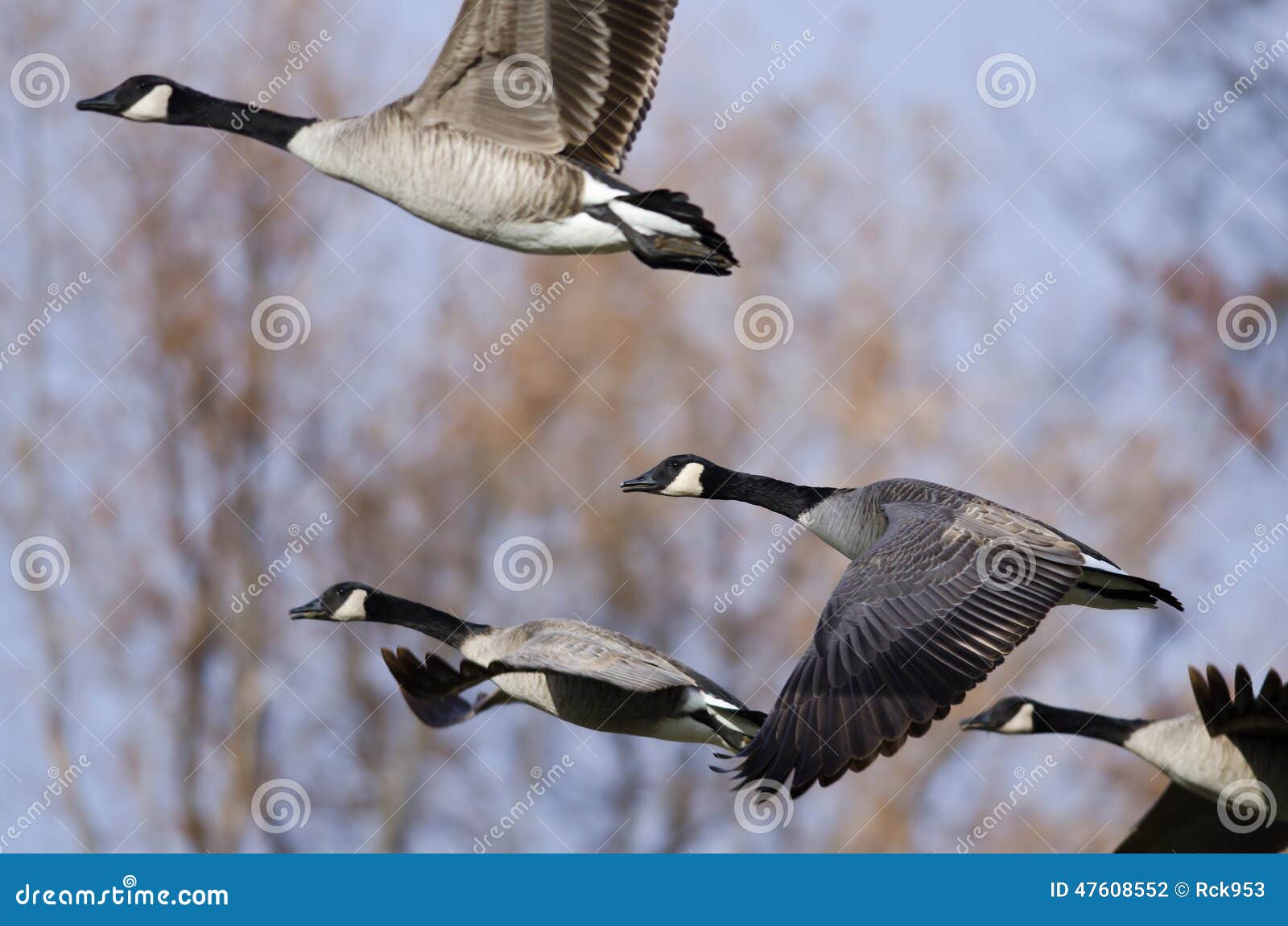 Canada Geese Flying Across the Autumn Woods Stock Photo - Image of ...