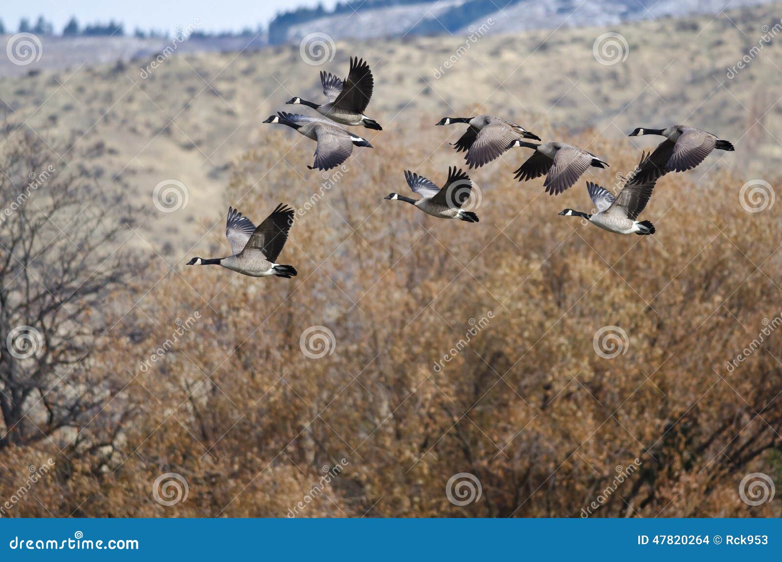 Canada Geese Flying Across the Autumn Woods Stock Photo - Image of ...