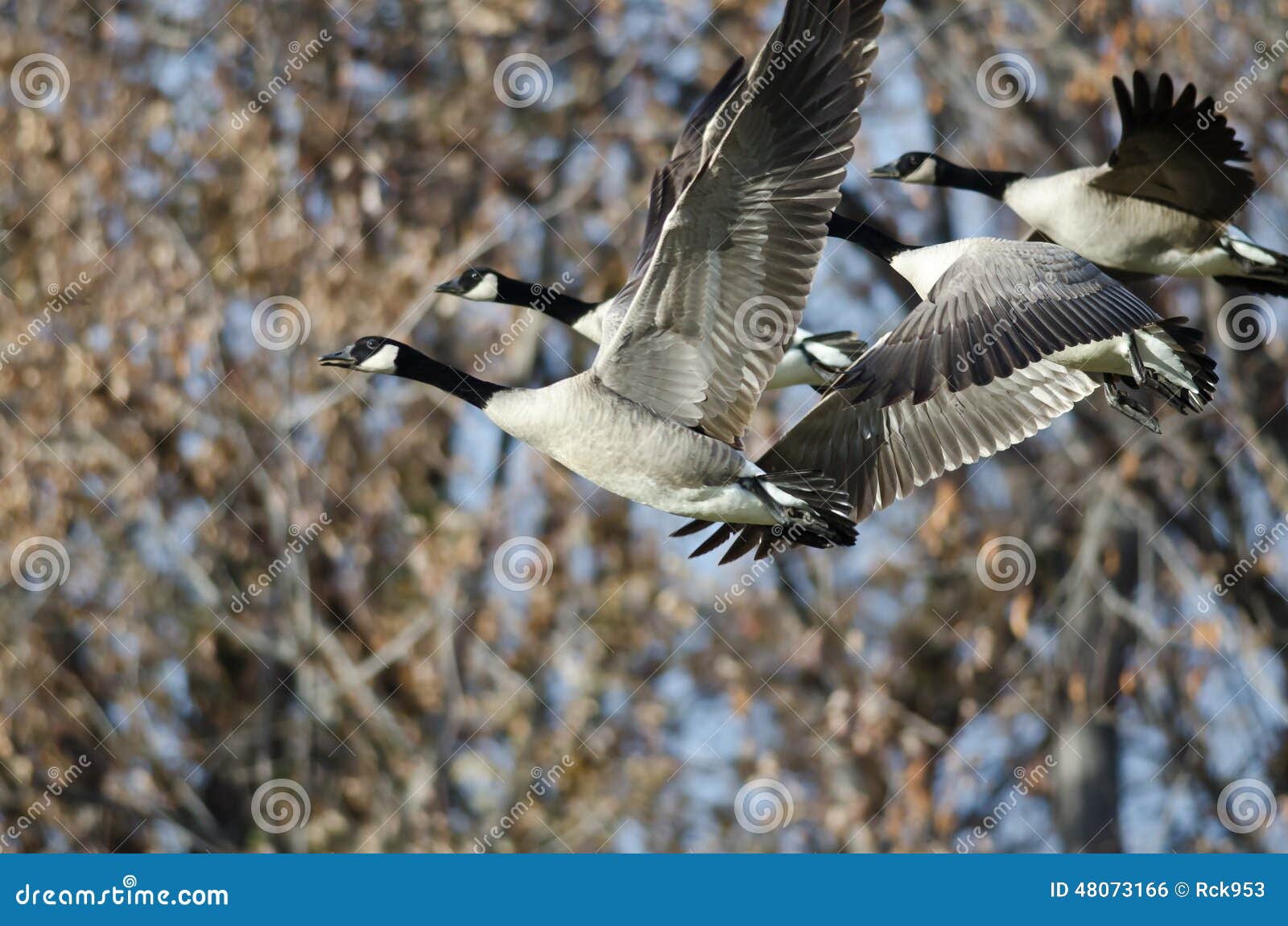 Canada Geese Flying Across the Autumn Woods Stock Photo - Image of ...