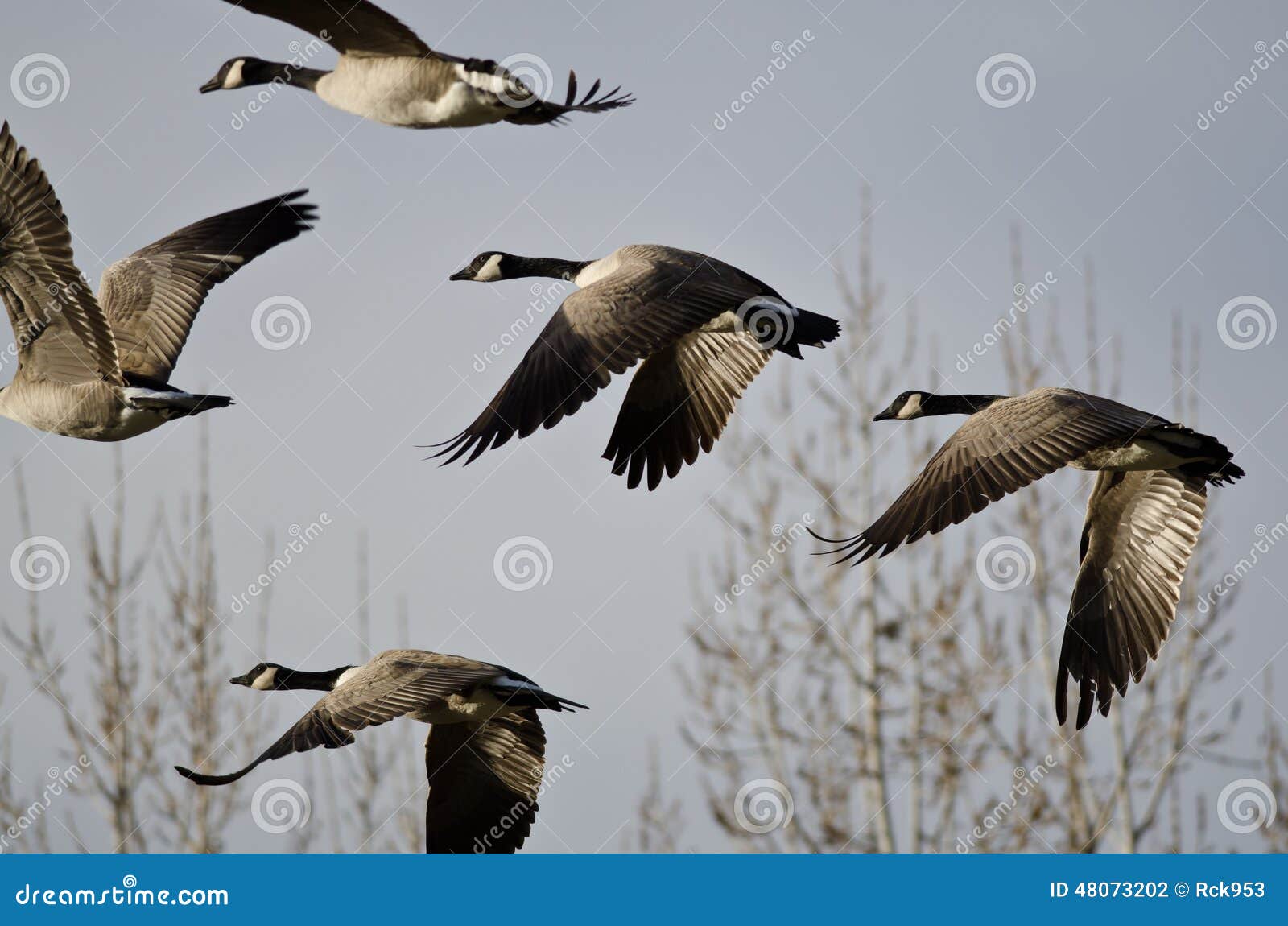 Canada Geese Flying Across the Autumn Woods Stock Photo - Image of bird ...