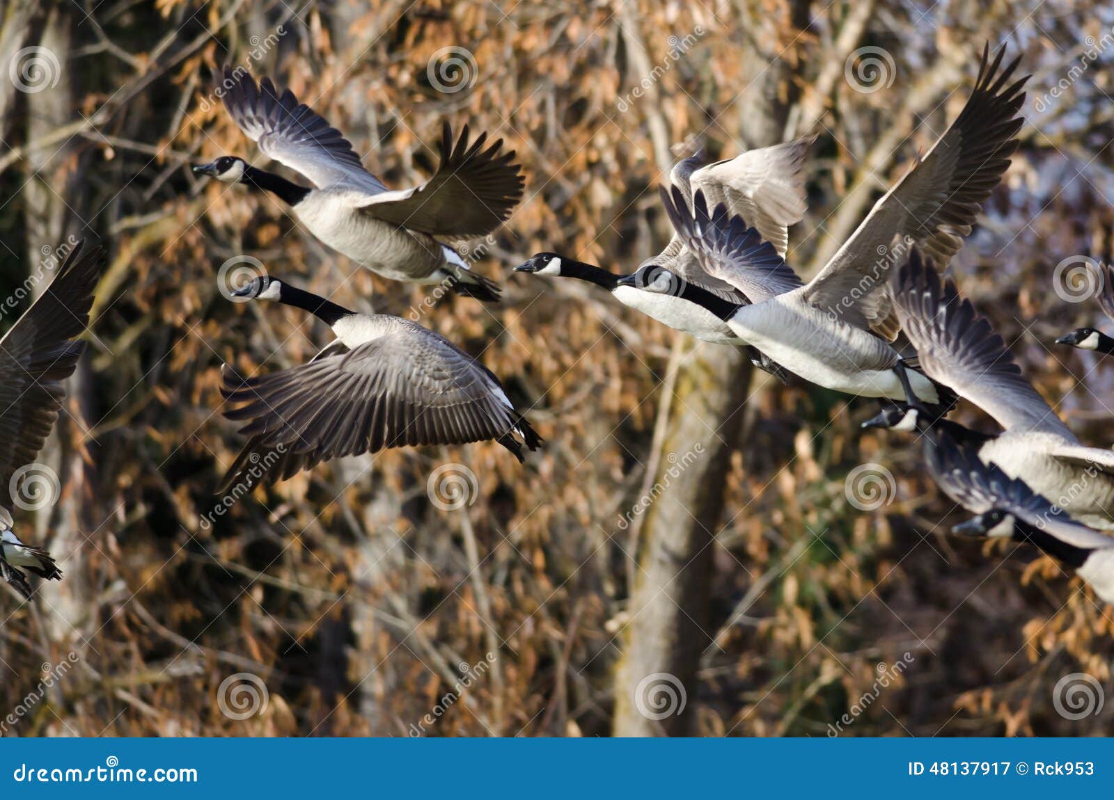 Canada Geese Flying Across the Autumn Woods Stock Image - Image of ...