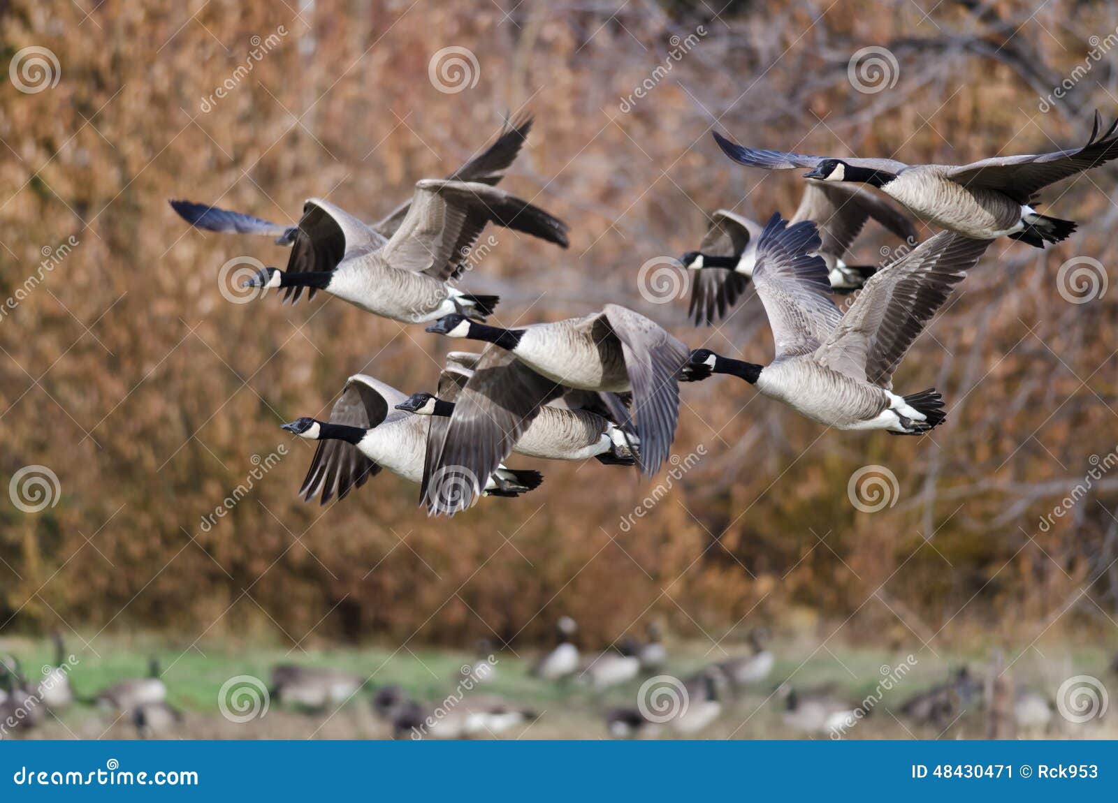 Canada Geese Flying Across the Autumn Woods Stock Image - Image of ...