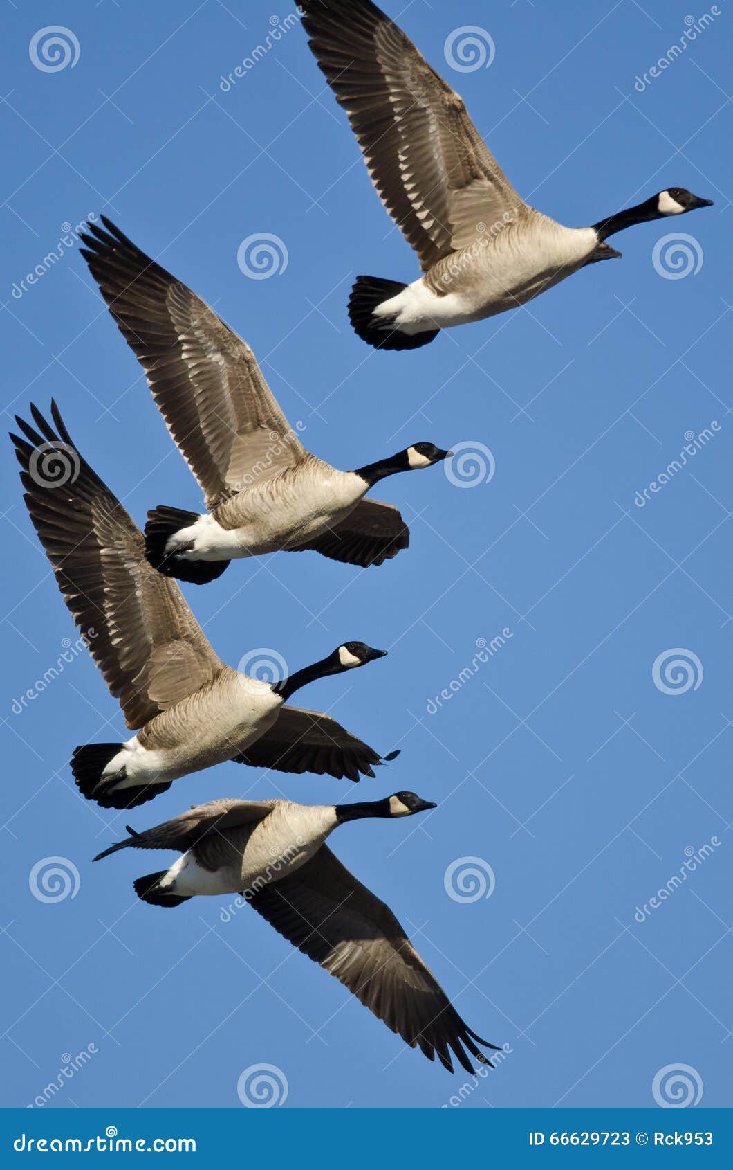 Canada Geese Flying in a Blue Sky Stock Image - Image of soaring ...