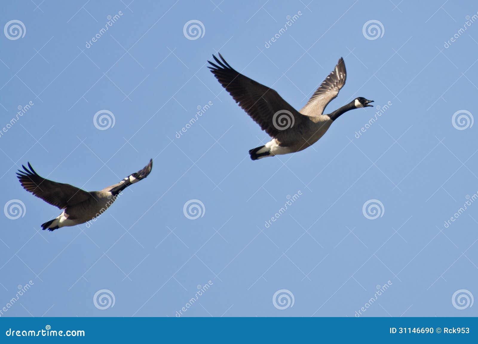 Canada Geese Flying in Blue Sky Stock Photo - Image of white, nature ...