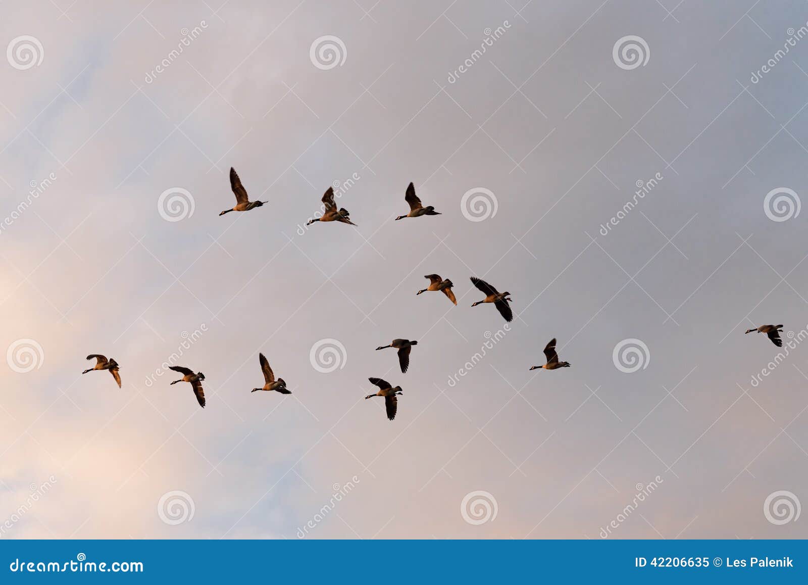 Canada Geese flying stock image. Image of wild, canada - 42206635
