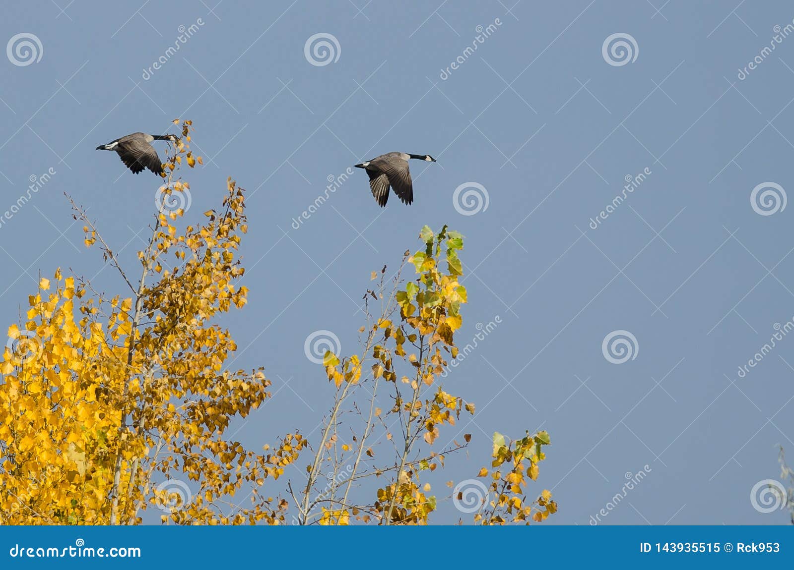 Canada Geese Flying Low Over the Autumn Trees Stock Image - Image of ...