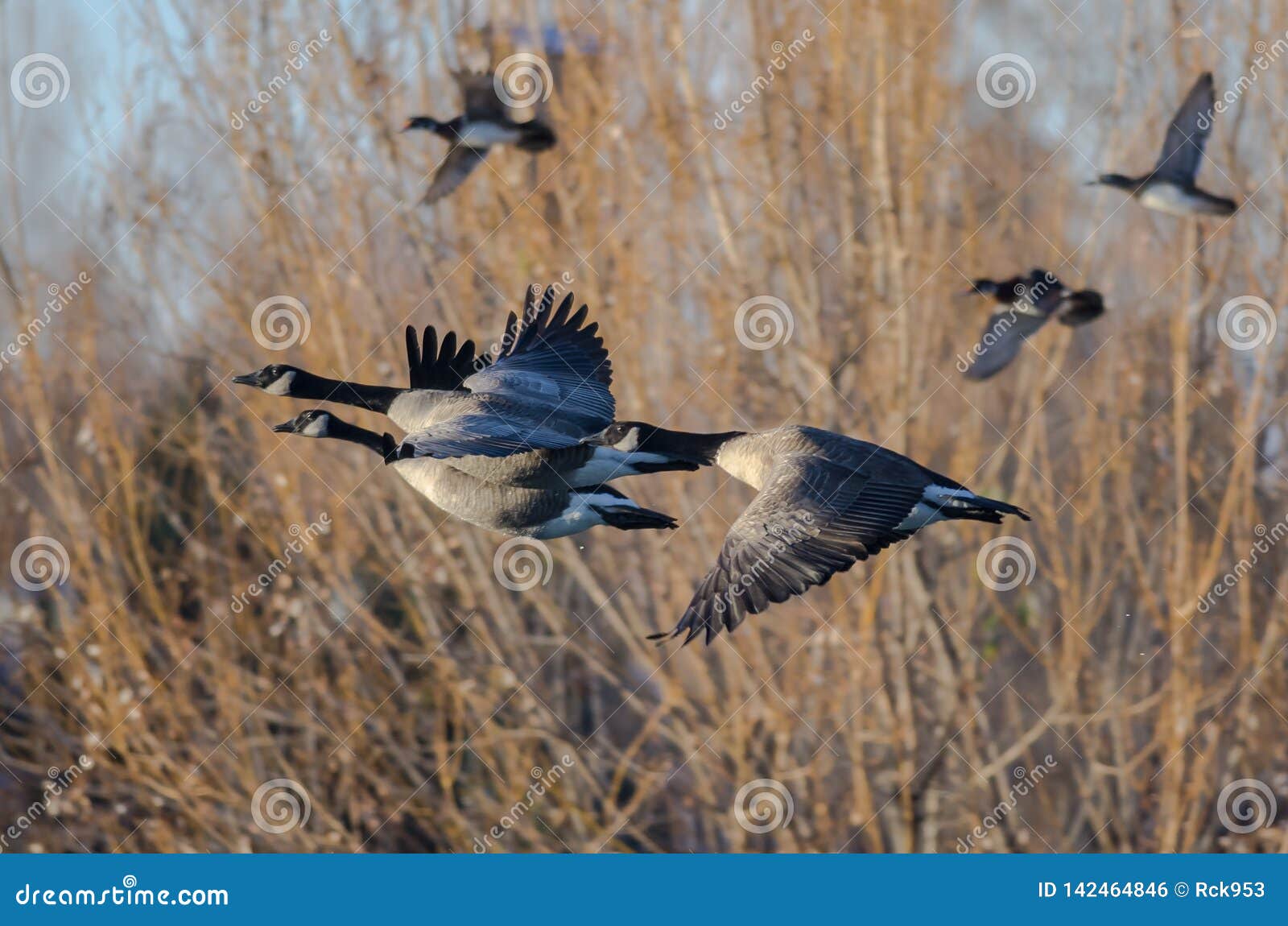 Canada Geese Flying Low Over the Autumn Wetlands Stock Photo - Image of ...