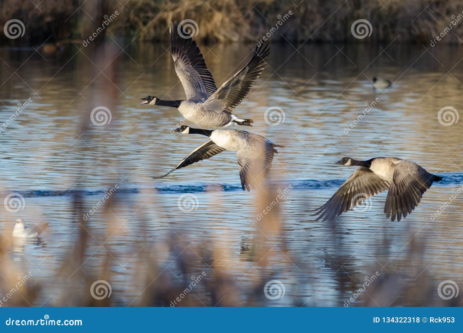 Canada Geese Flying Low Over the Autumn Wetlands Stock Photo - Image of ...