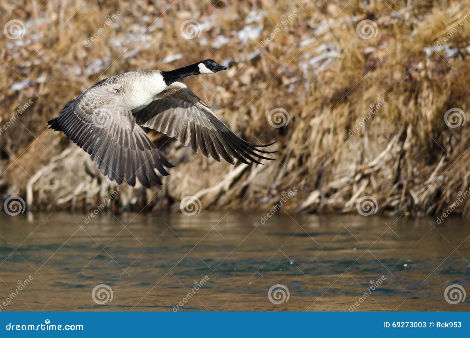 Canada Geese Flying Low Over the River Stock Image - Image of bird ...