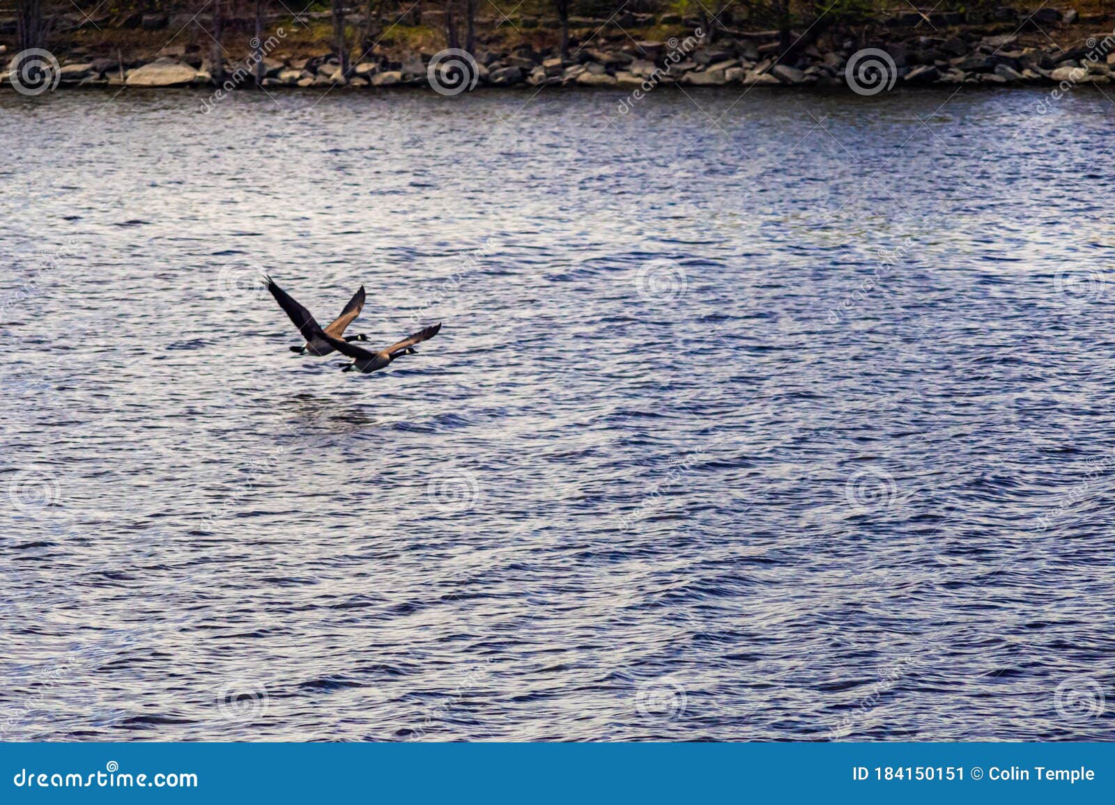 Canada Geese Flying Low Over Water Stock Image - Image of wild, animals ...