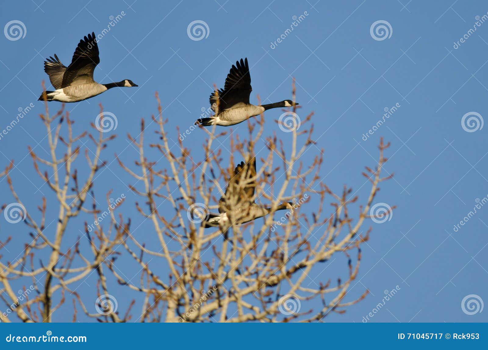 Canada Geese Flying Low Over the Winter Trees Stock Image - Image of ...