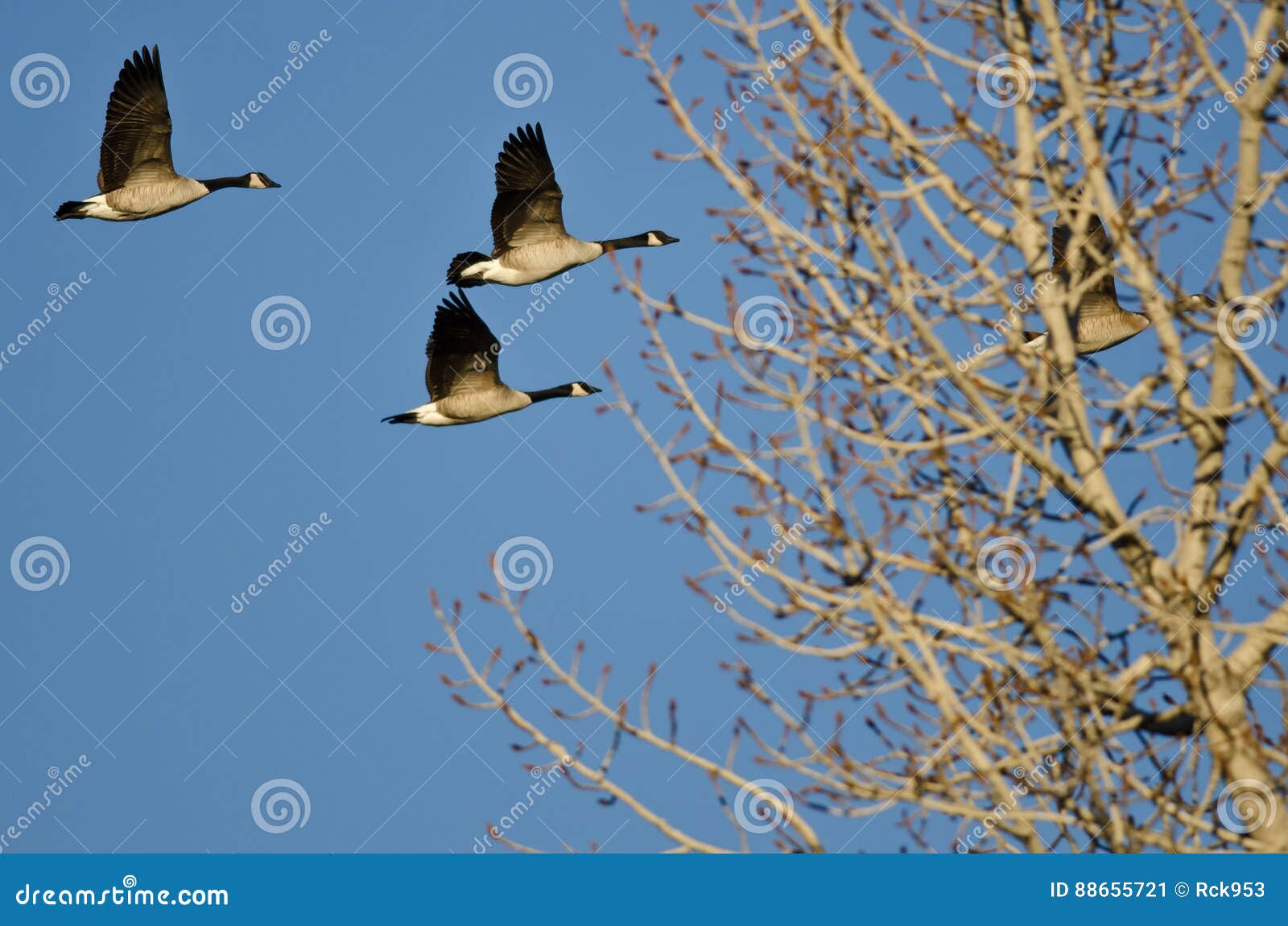 Canada Geese Flying Low Over the Winter Trees Stock Image - Image of ...