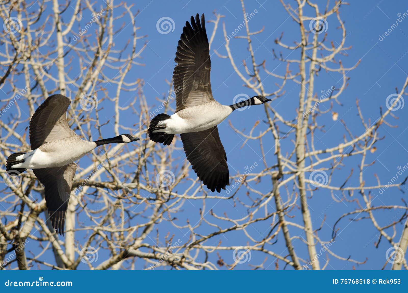 Canada Geese Flying Low Over the Winter Trees Stock Photo - Image of ...