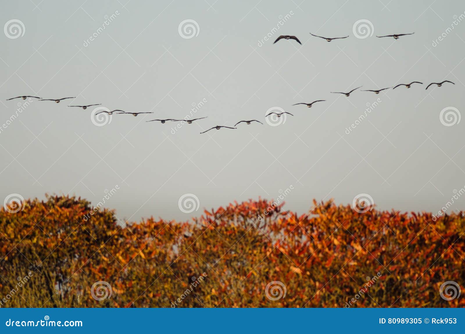 Canada Geese Flying Over the Autumn Countryside Stock Image - Image of ...
