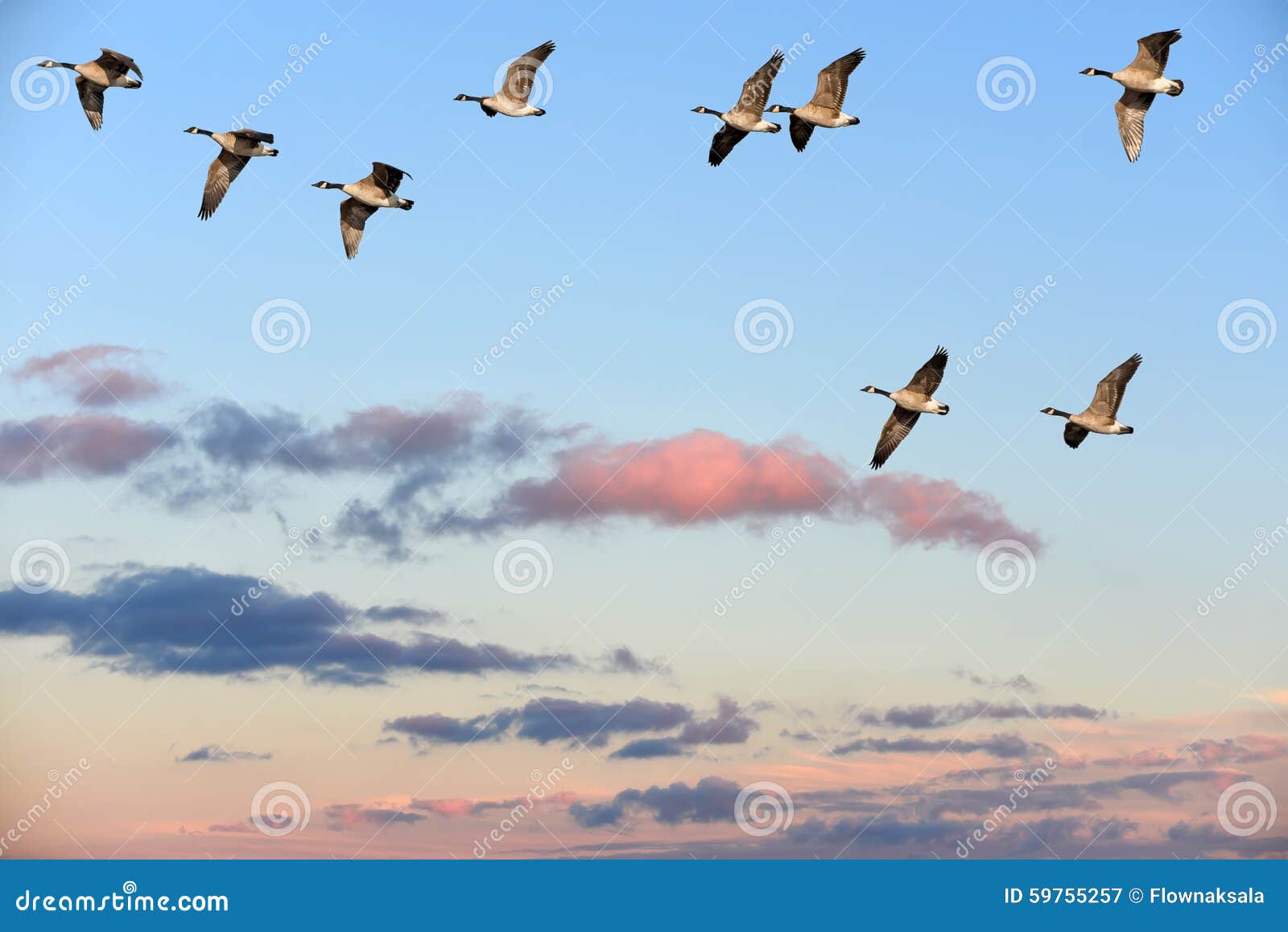 Canada Geese Flying Over a Sunset Sky Stock Image - Image of nature ...