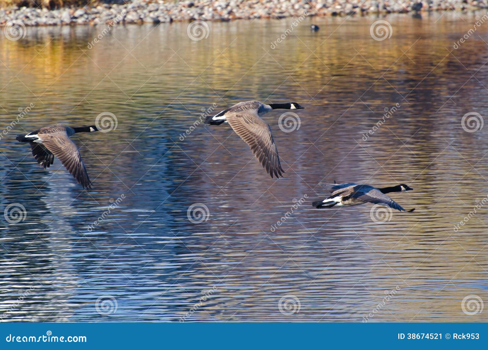 Canada Geese Flying Over Water in Autumn Stock Image - Image of animal ...