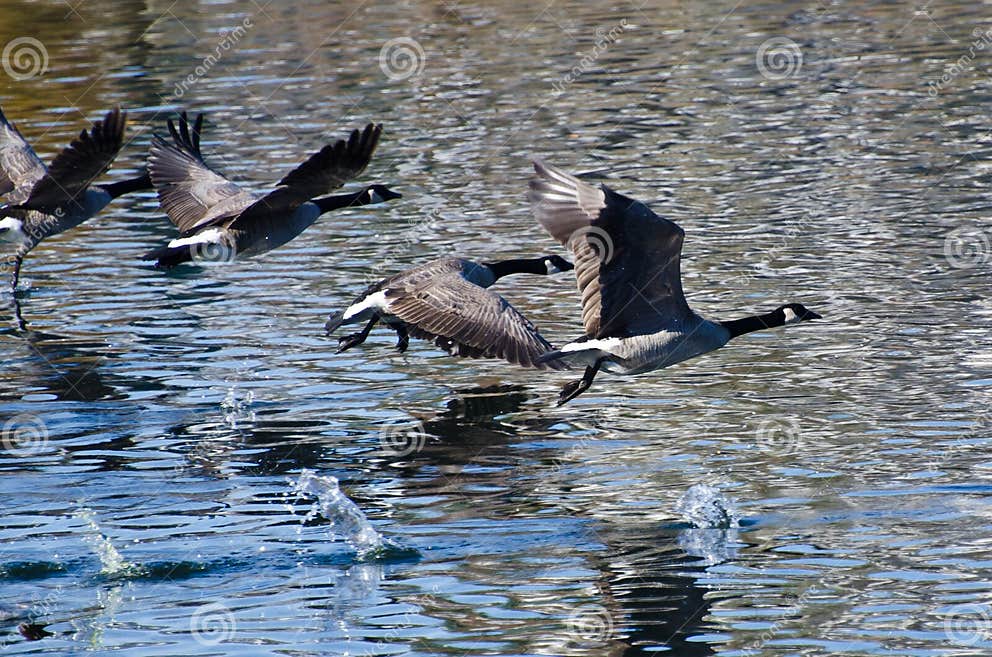 Canada Geese Flying Over Water Stock Image - Image of nature, wing ...