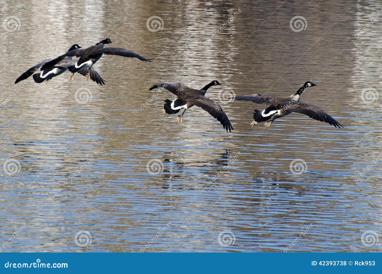 Canada Geese Flying Over Water Stock Photo - Image of canada, lake ...