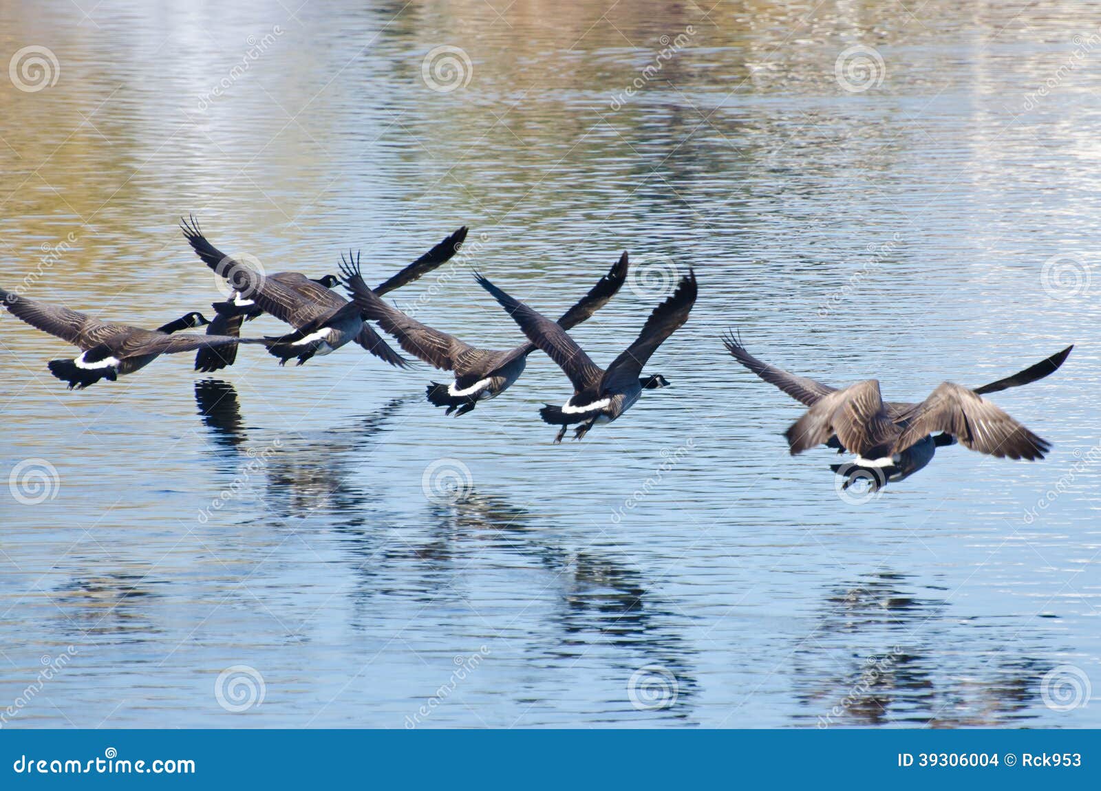 Canada Geese Flying Over Water Stock Photo - Image of wildlife, flying ...