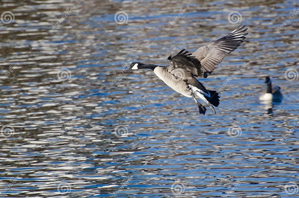 Canada Geese Flying Over Water Stock Photo - Image of white, black ...
