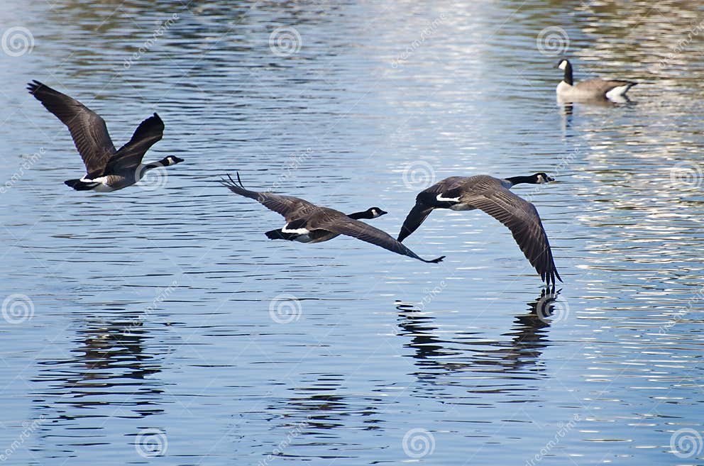 Canada Geese Flying Over Water Stock Photo - Image of lake, nature ...