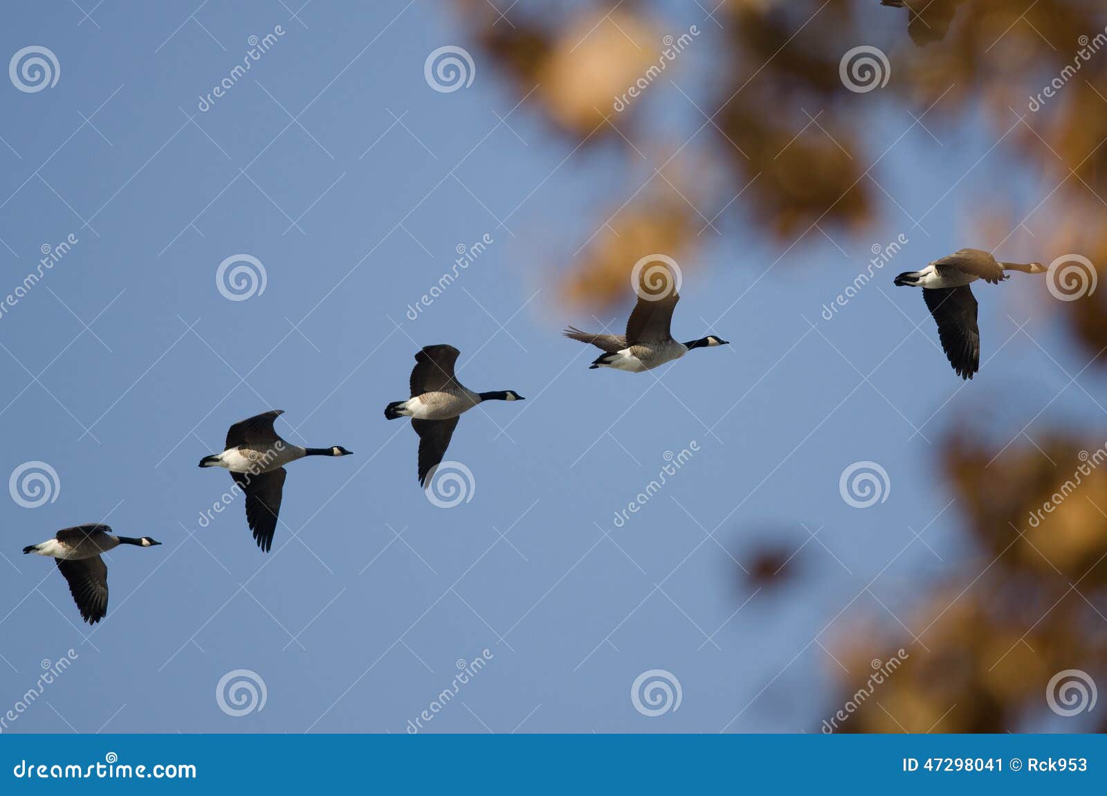 Canada Geese Flying Past an Autumn Tree Stock Image - Image of flying ...