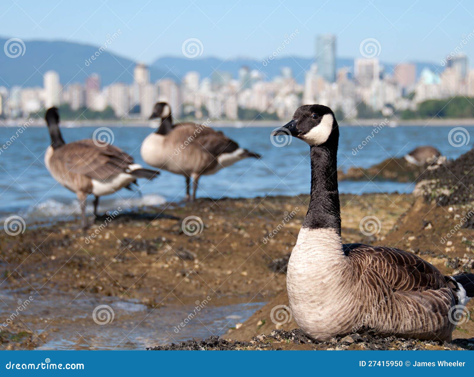Canada Geese in Front of Vancouver Skyline Stock Photo - Image of ...
