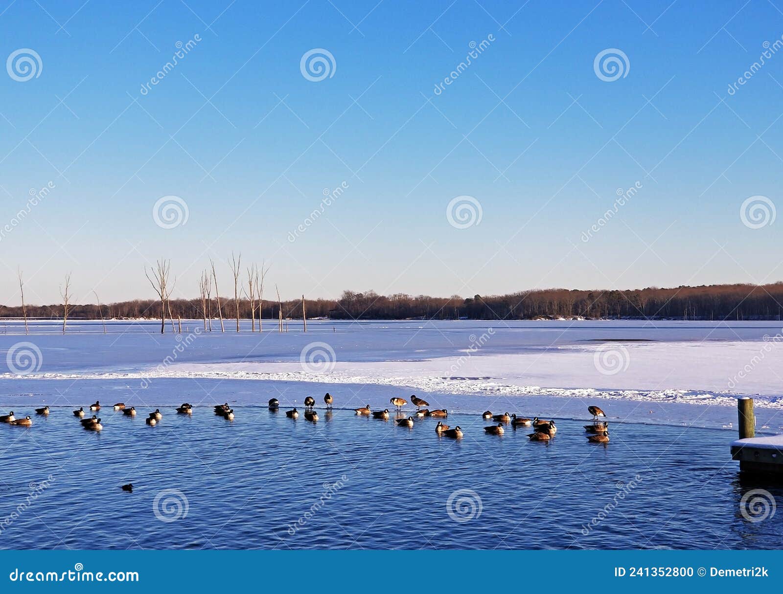 Canada Geese in Frozen Pond -01 Stock Photo - Image of season, jersey ...