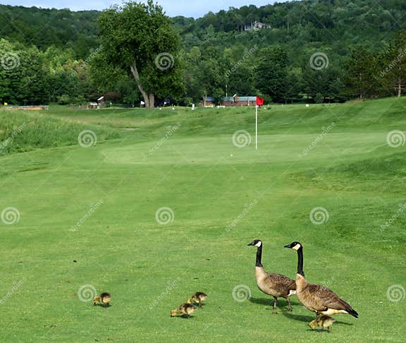Canada Geese on a Golf Course Stock Photo - Image of family, nature ...