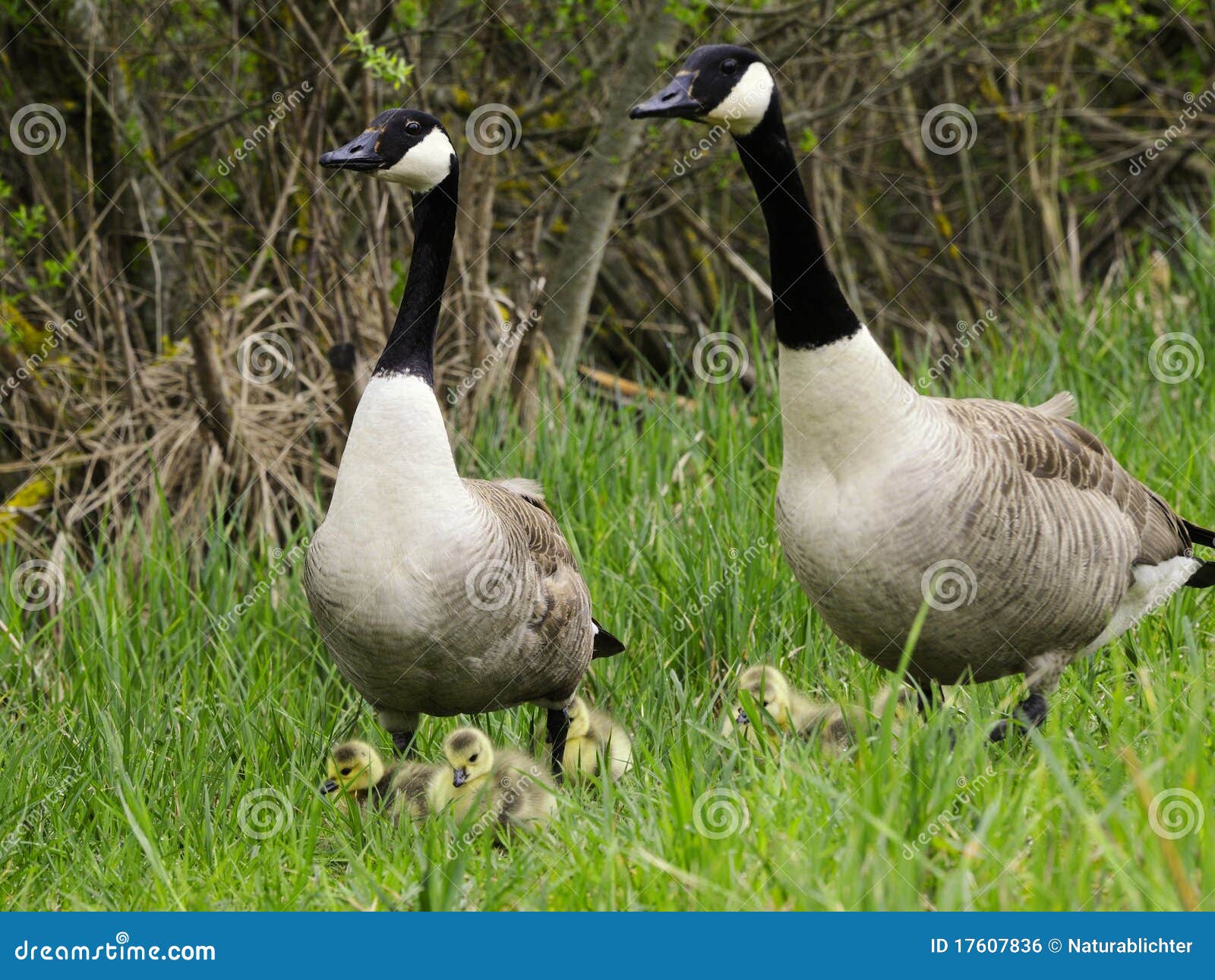 Canada geese with goslings stock photo. Image of closeup - 17607836