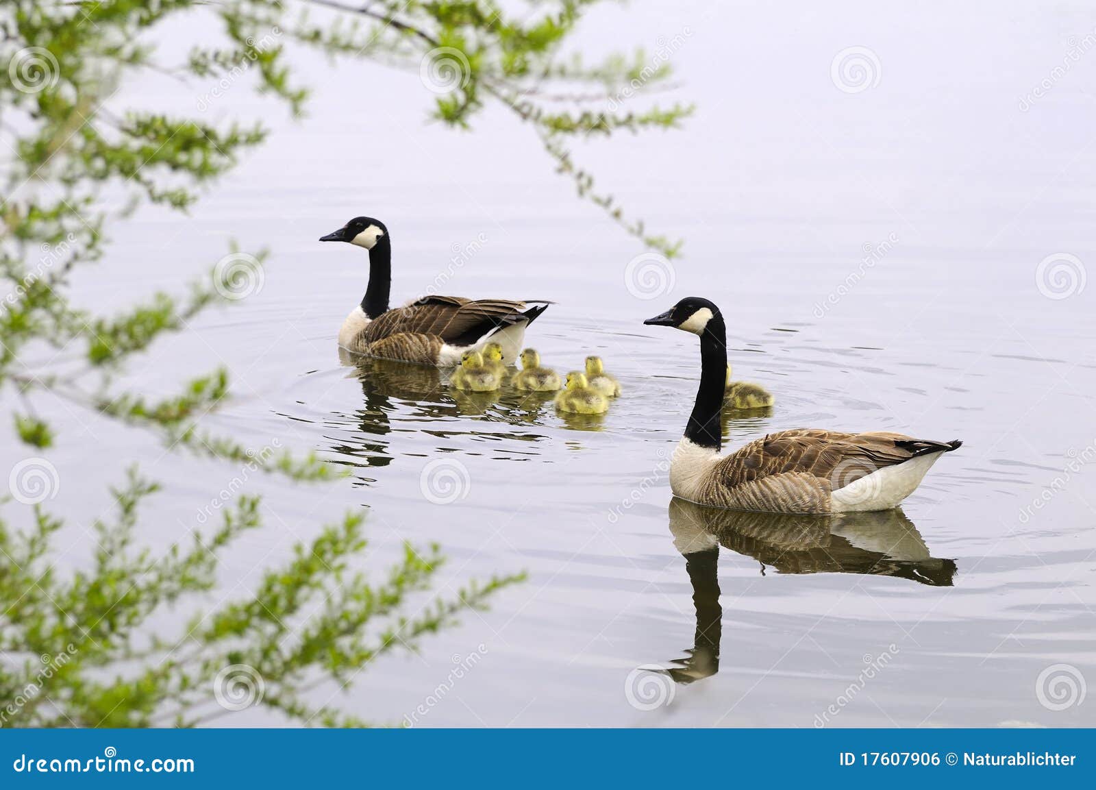 Canada geese with goslings stock photo. Image of goose - 17607906