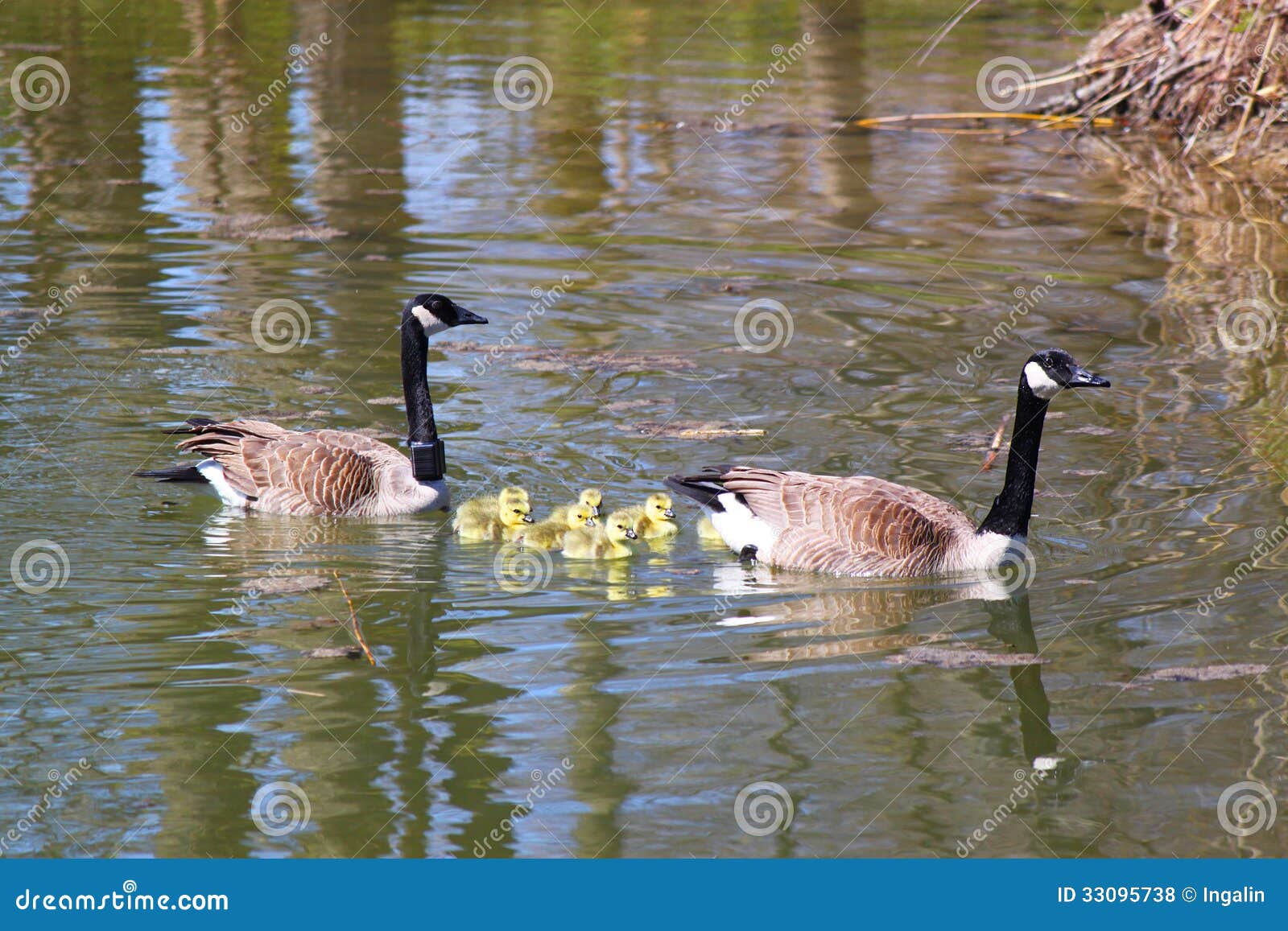 Canada geese with goslings stock photo. Image of pets - 33095738