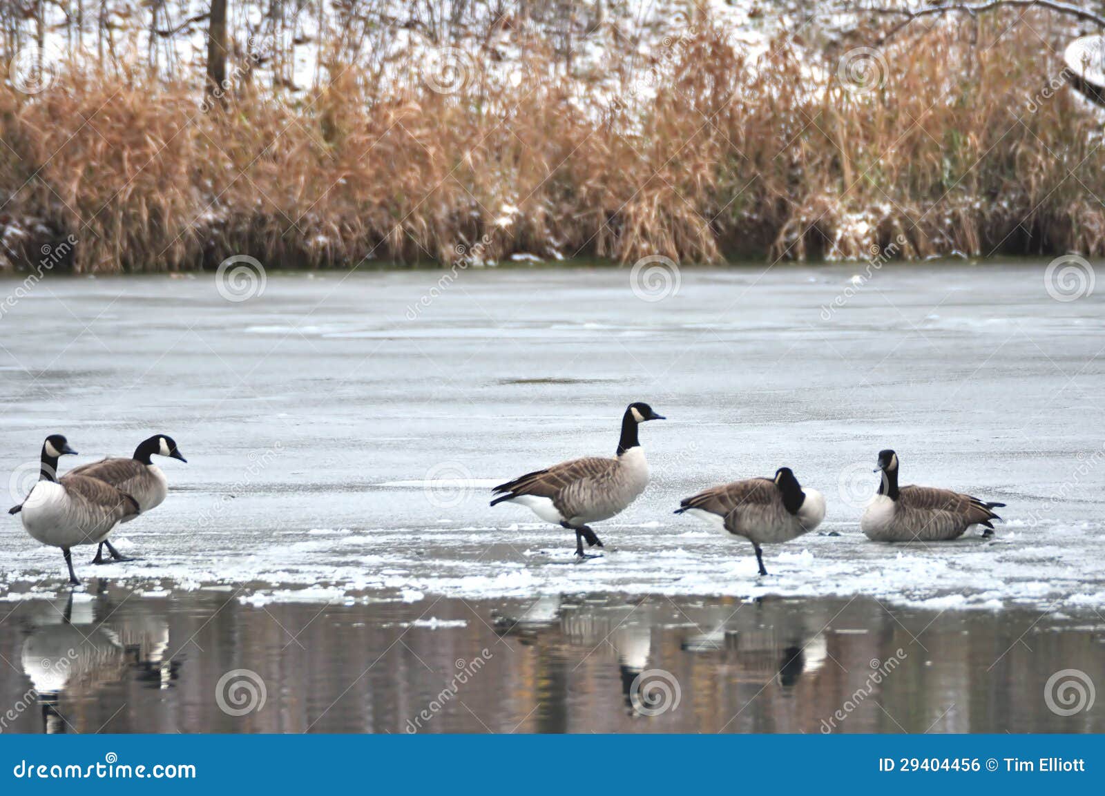 Canada Geese on Ice stock photo. Image of canada, geese - 29404456