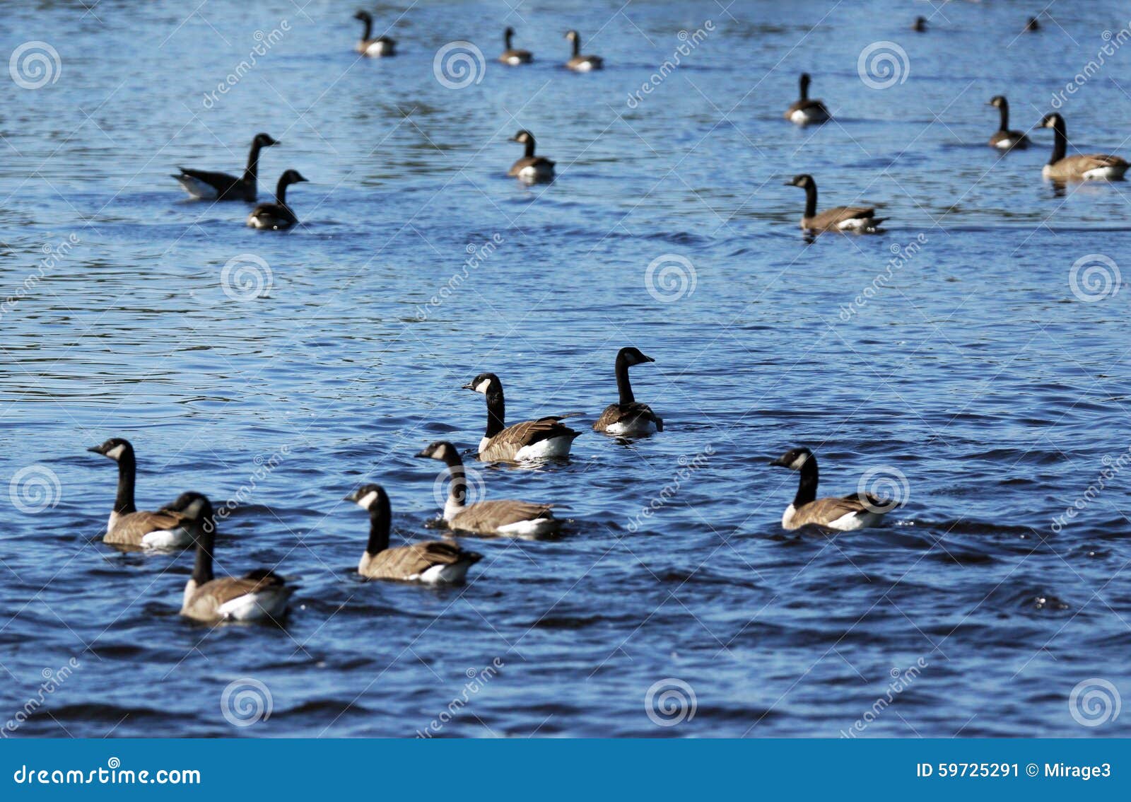 Canada geese on a lake stock image. Image of group, floating - 59725291