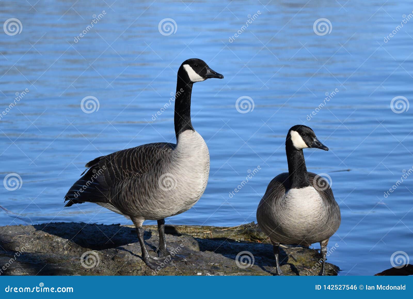 Canada Geese by a lake stock photo. Image of landing - 142527546