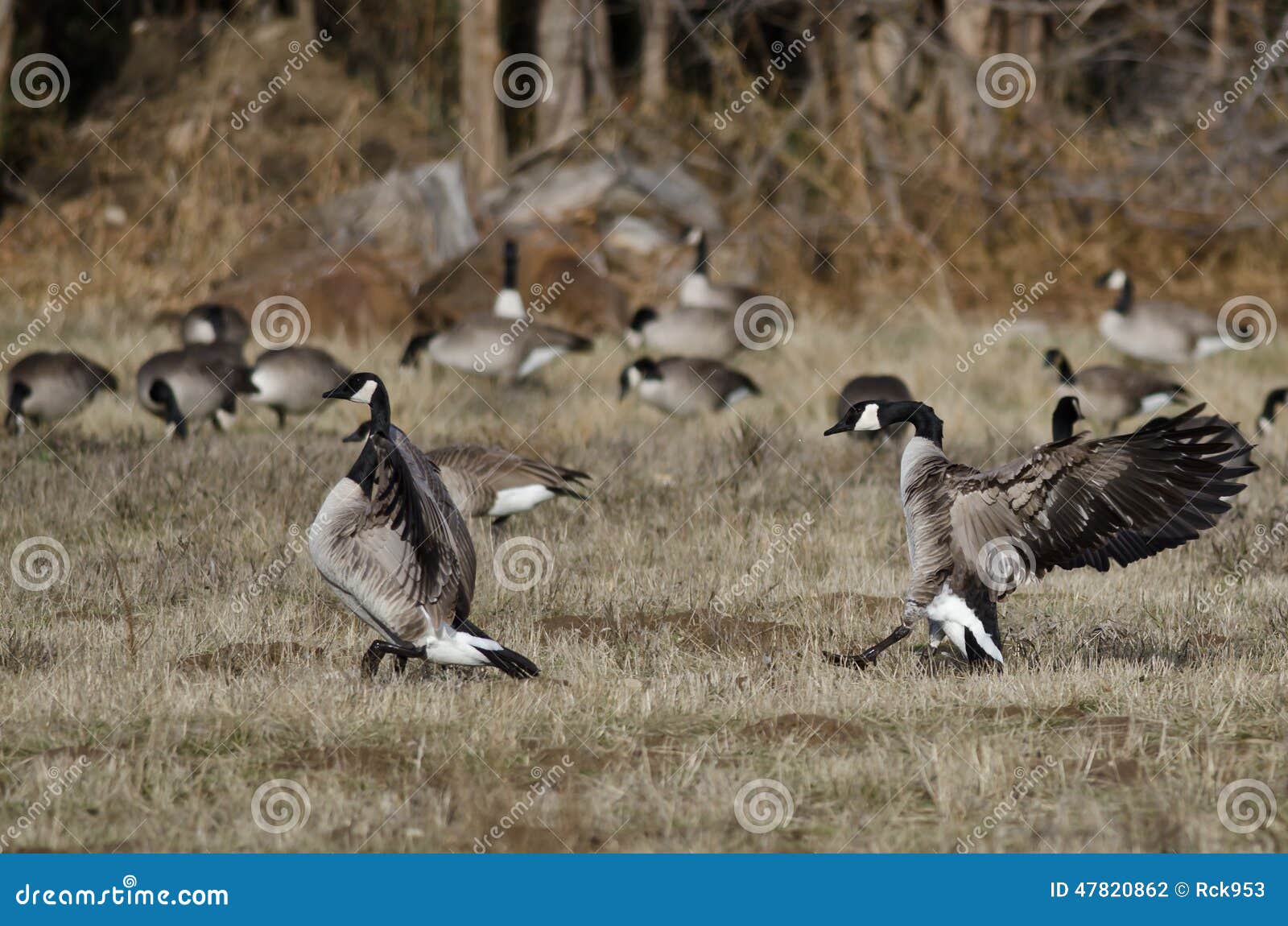 Canada Geese Landing in an Autumn Field Stock Photo - Image of landing ...