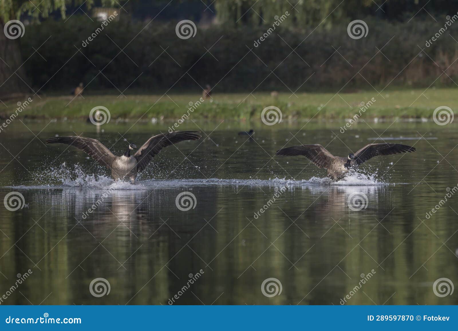 Canada Geese Landing Together Stock Photo - Image of outdoor, sunlight ...
