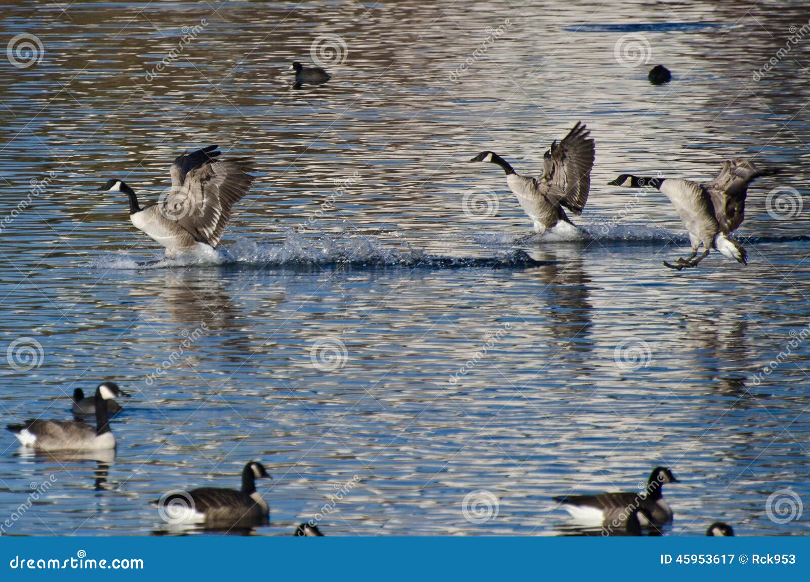 Canada Geese Landing in Water Stock Image - Image of geese, water: 45953617